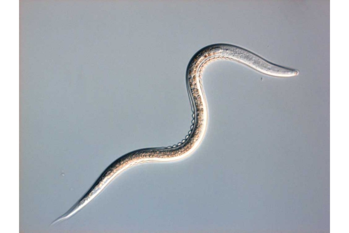 Nematoden richtig anwenden – bio-garten